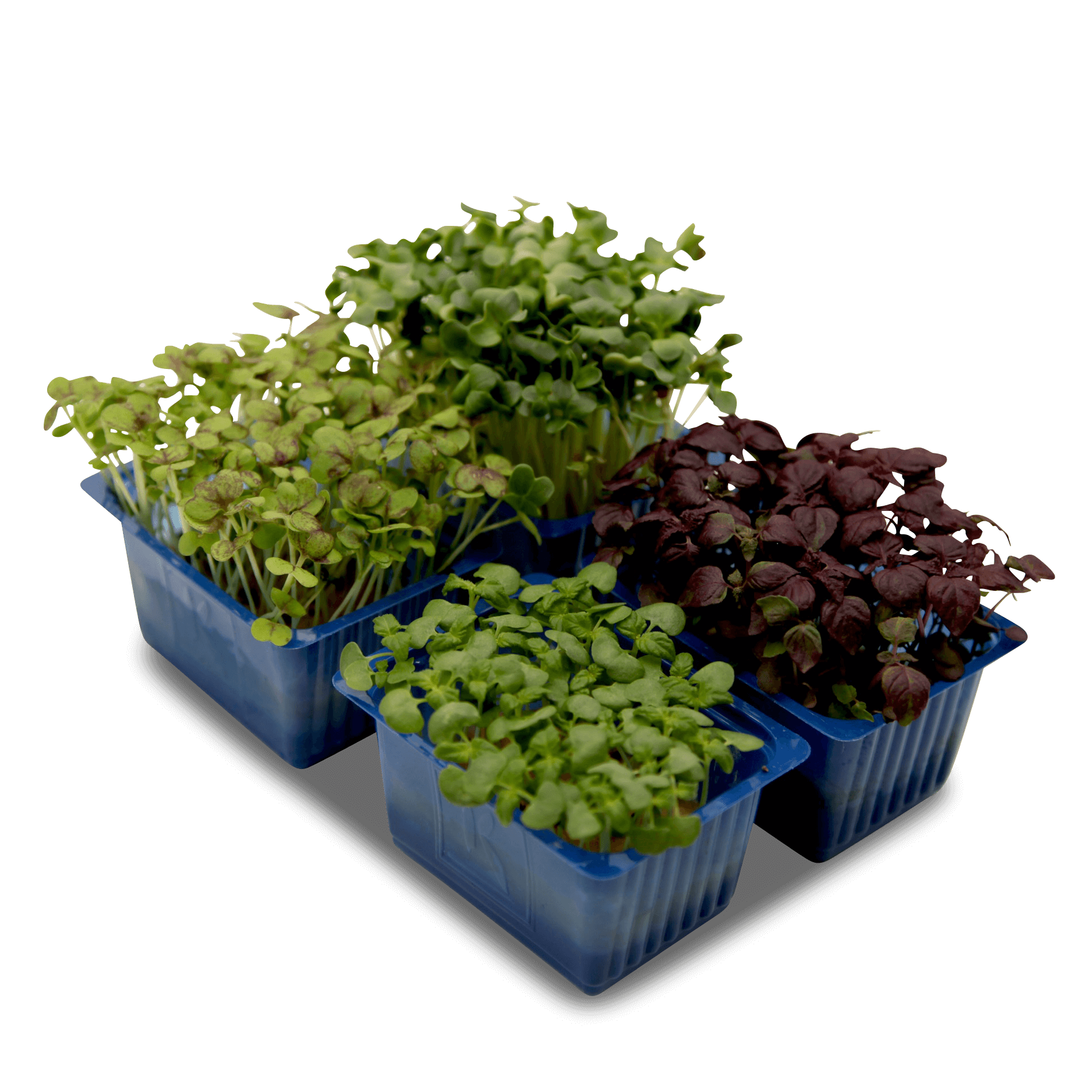 Kresse 'Shiso Mix' | 100900028